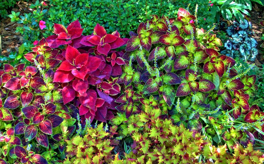 Les bienfaits du coleus forskohlii et la perte de poids